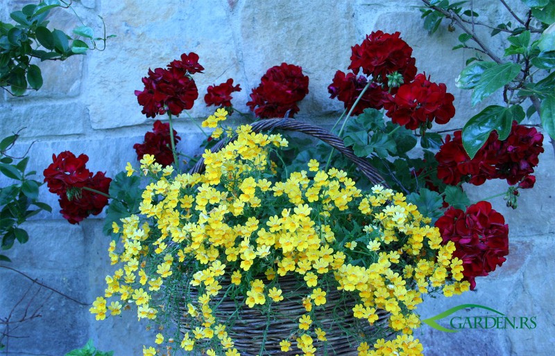 Muškatle: Za balkon sa 1000 cvetova ovo treba da znate