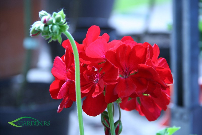 Uspravna muškatla: Obična muškatla neobične otpornosti i lepote