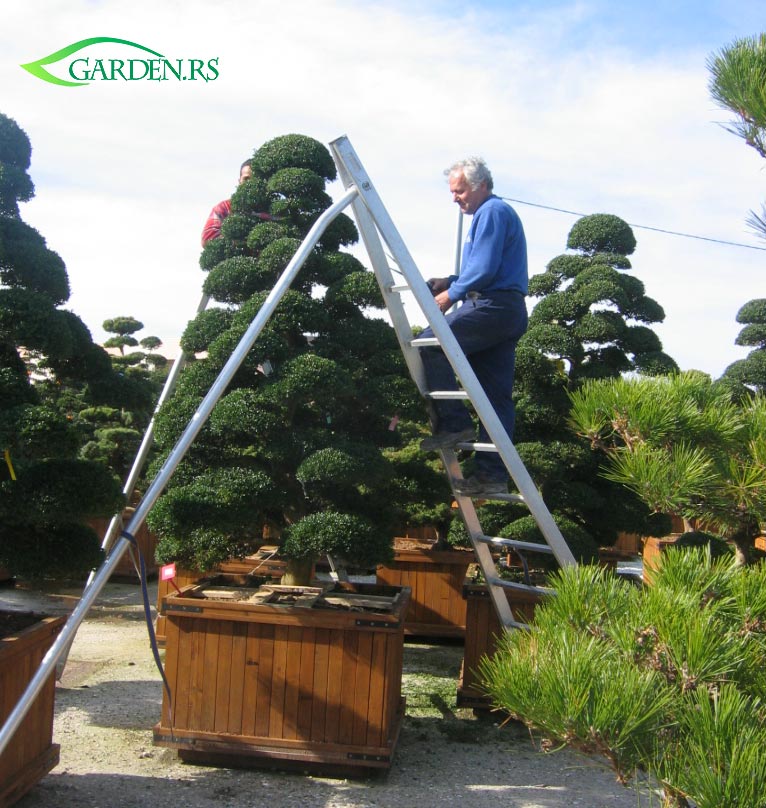 Sve o četinarima na jednom mestu